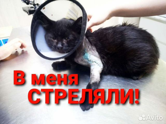 Тимоше, в которого стреляли, нужна семья