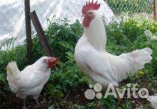 Русская белая и котляревская породы кур