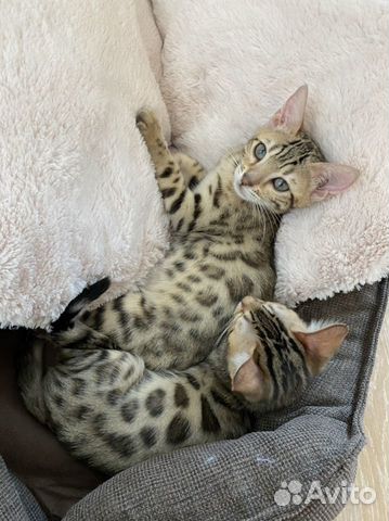 Клубные бенгальские котята