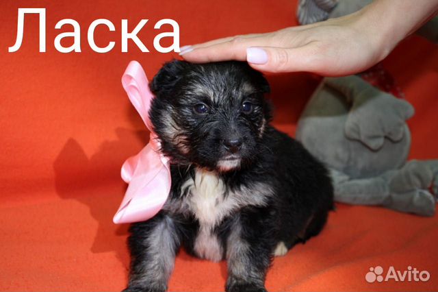 Милая Ласка в добрые руки