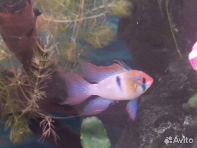 Аквариумные рыбки бесплатно