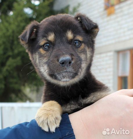 Щенок Джек ищет дом