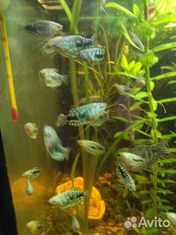 Продажа аквариумных рыбок