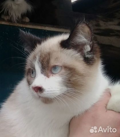 Котята бесплатно