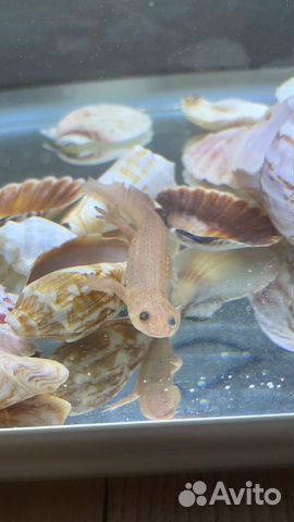 Тритон белый