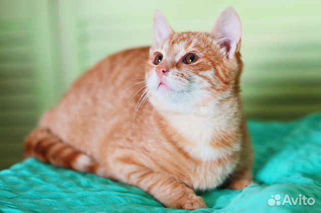 Нежный рыжий котик 7 месяцев