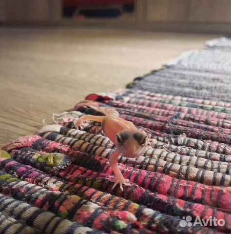 Эублефар детеныш