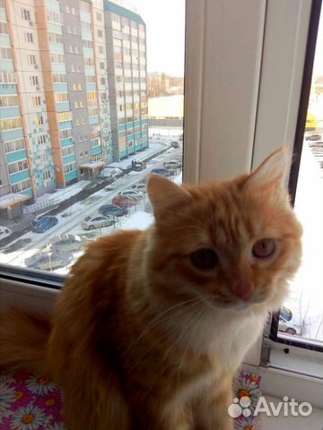 Рыжий котик подросток