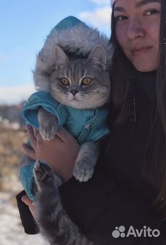 Скоттиш страйт вязка
