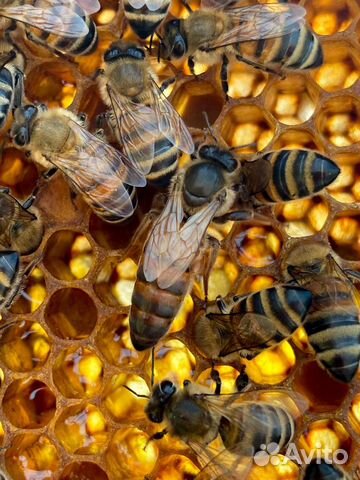 Пчеломатки среднерусские