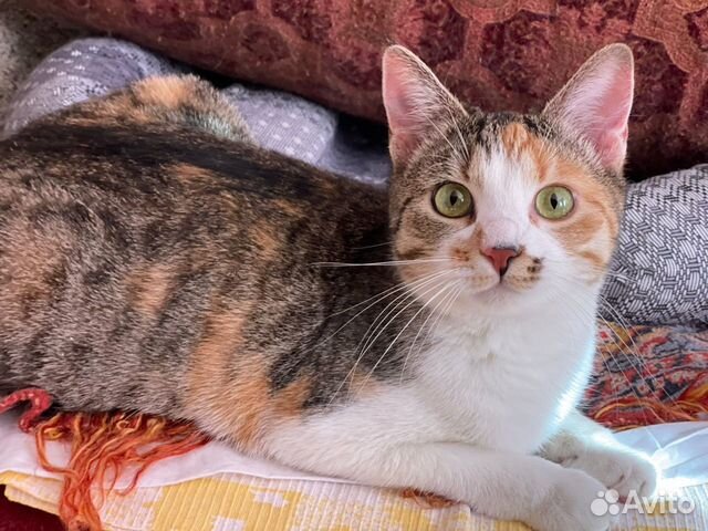 Ласковая трехцветка Луиза 8,5 мес ищет дом