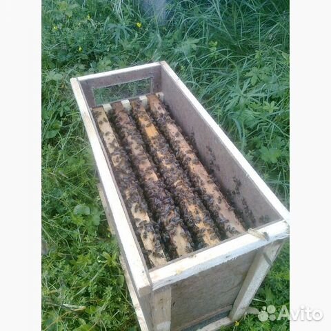 Пчелы, пчелопакеты. Карника. 2022