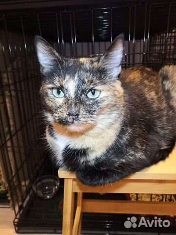 Карамелька в добрые ручки