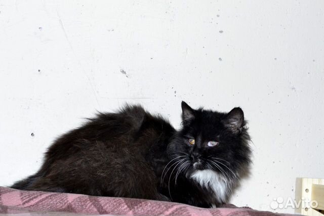 Феня ищет дом