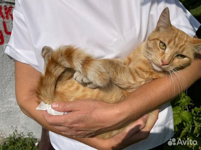 Кошки беспоатно