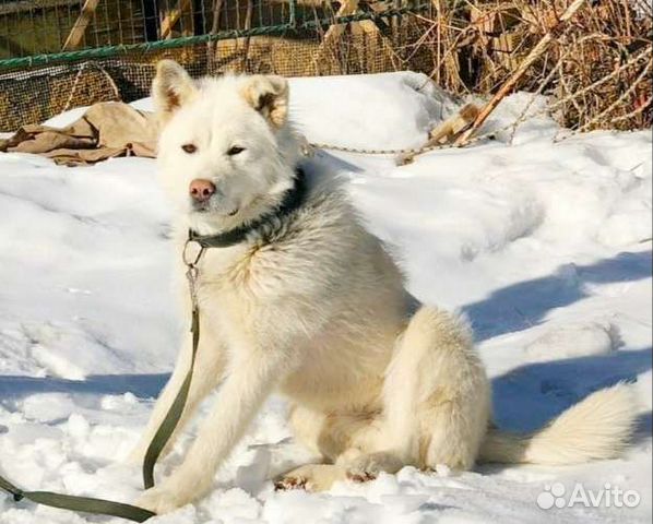 Собака метис акиты