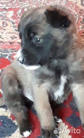 Щенки в добрые руки бесплатно