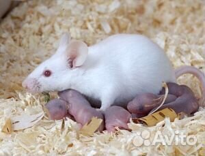 Мышь кормовая