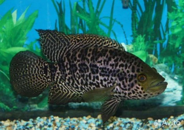 Манагуанская цихлазома