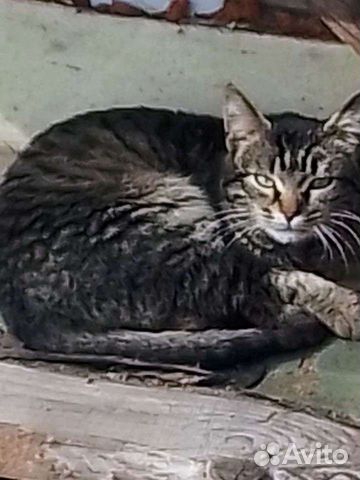 Котики бесплатно