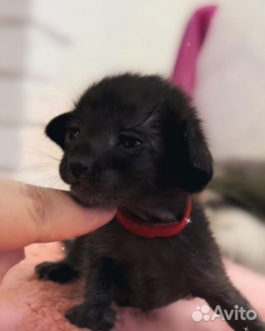 Ориентальные котята экстрим и современный тип