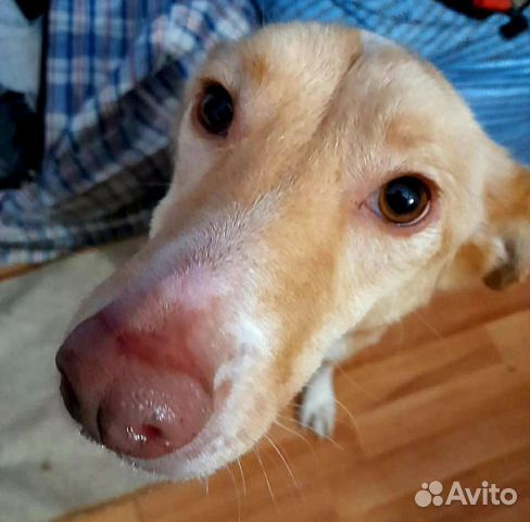 Несчастная Лиса