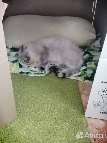 Кошкa шотландcкая вислоухая