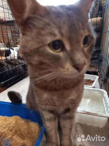 Кошка серая на передержке