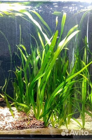 Валиснерия гигантская