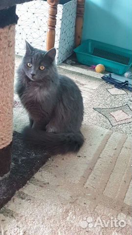 Приют кошечка 1 годик