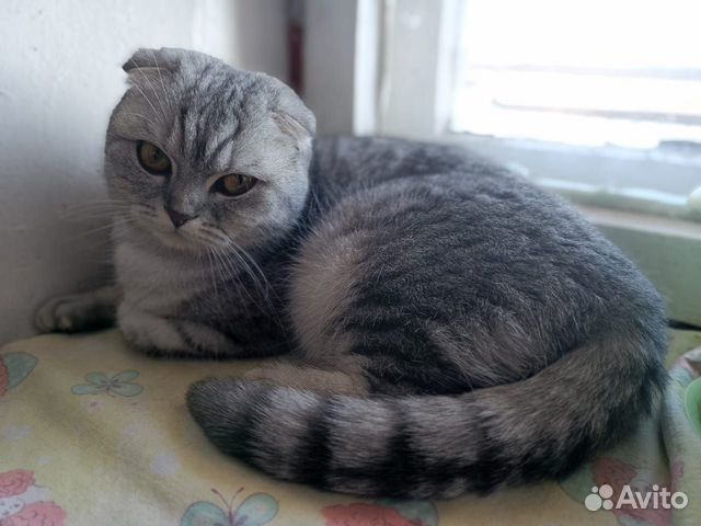 Британская вислоухая кошка