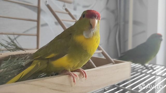 Попугай какарик