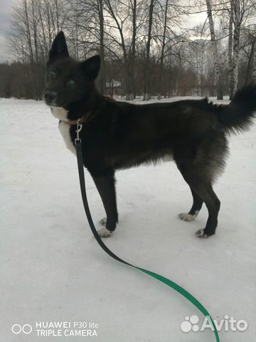 Слепой, молодой Марсик ищет надёжного человека