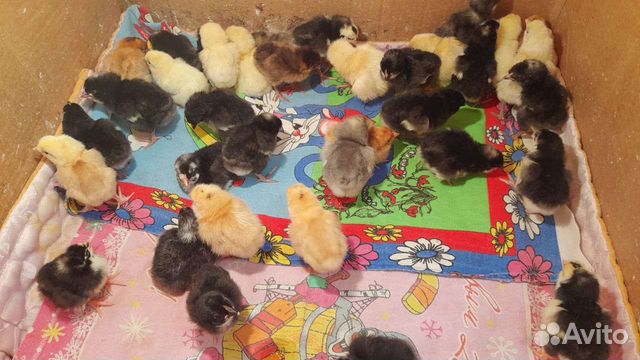 Куры цыплята