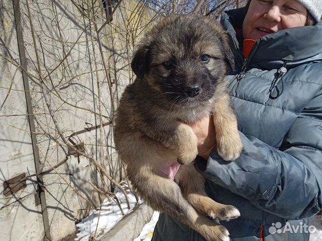 Щенок дворняжки девочка 1 м