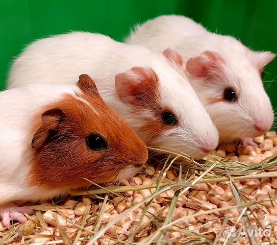 Морские свинки