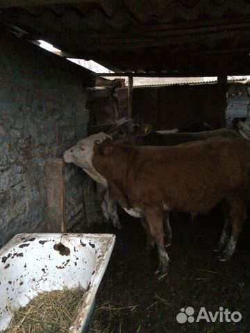 Бычки годовалые
