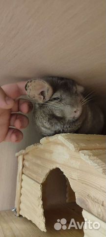 Шиншилла+витрина