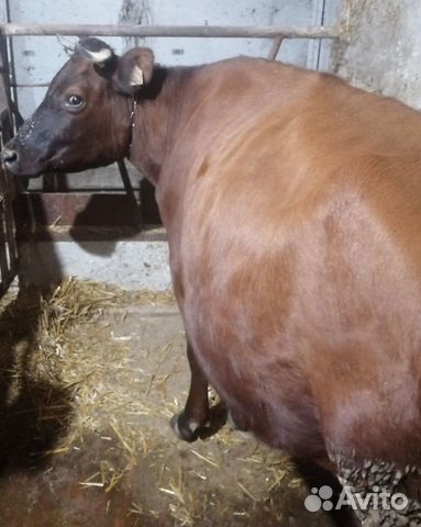 Корова дойная