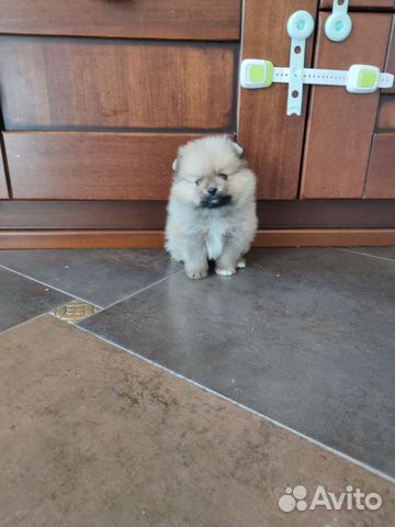 Померанский шпиц медвежьего типа