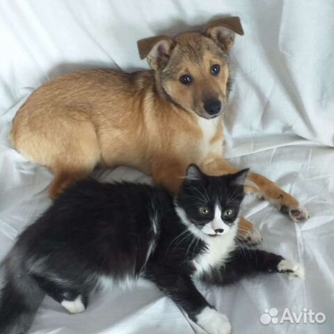 Очень спокойная собака ищет дом