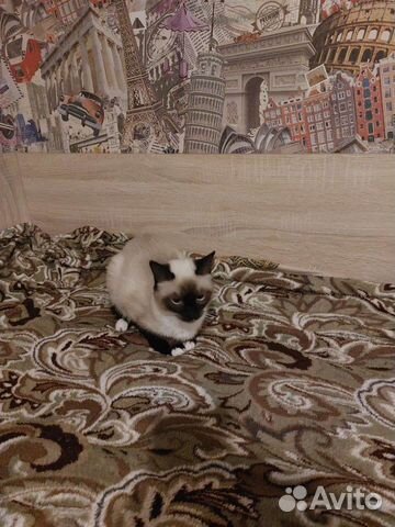 Сиамские кошки бесплатно
