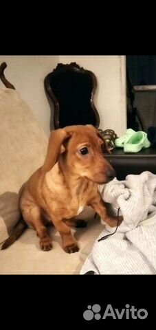 Карликовая такса щенок