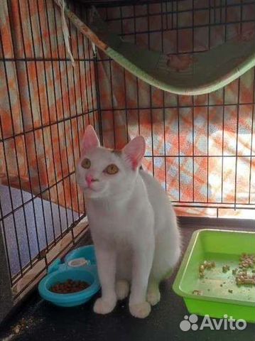 Котёнок Зефир в добрые руки