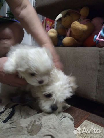 Мальтеза, щенок, мальчик, 1месец. 20т. р