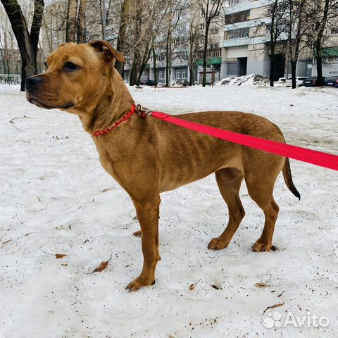 Питбуль щенок