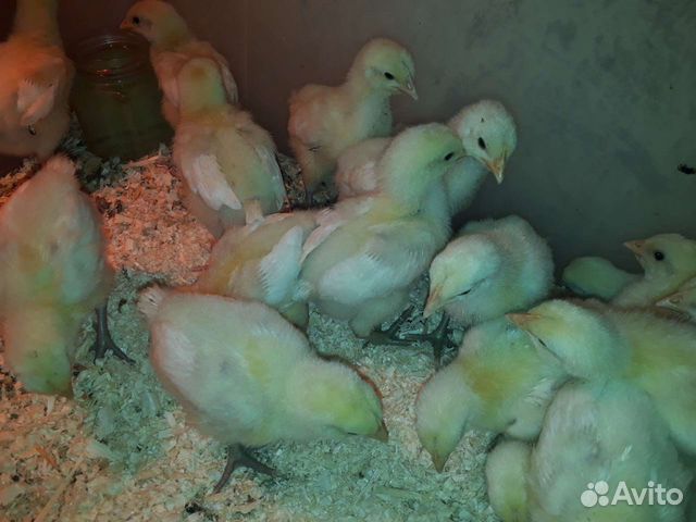 Цыплята бресс гальские, инкубационное яйцо