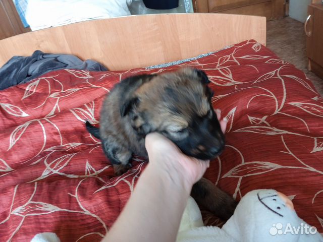 Щенок девочка 1 мес