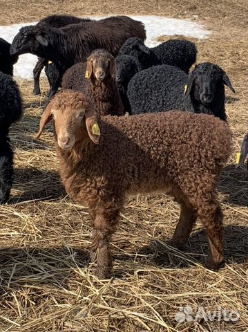 Баран овцы ягнята