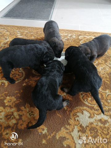 Щенки немецкой овчарки черные